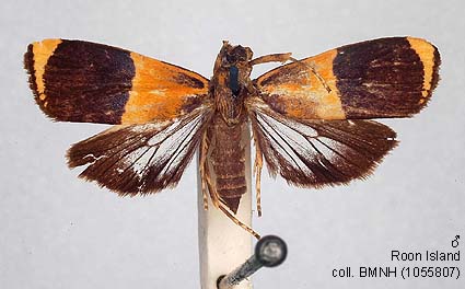 Papua Insects Foundation (Lepidoptera/Immidae/Imma dioptrias)
